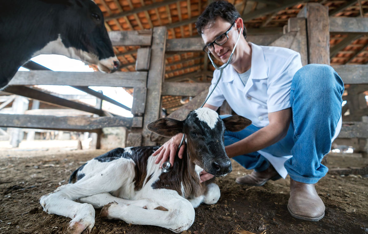 Cow-vet-1200px-1 – Mosaic PetCare